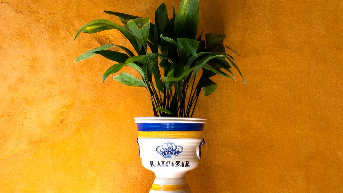 Si Sevilla tiene un color especial, es el amarillo albero – Singularia